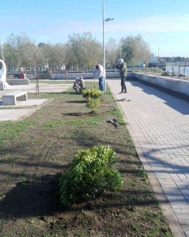 Plaza de la Prefectura Naval Parquización con azareros enanos ...