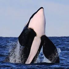 La Orca conocida como Moctezuma | Baradero Te Informa