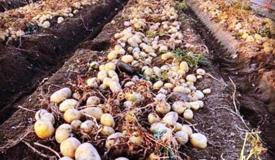 Productores del sudeste bonaerense abandonan la cosecha de papa ...